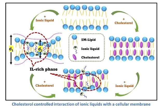 Membrane Biophysics
