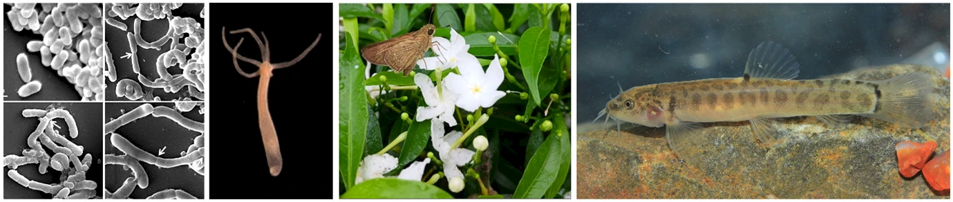 Ecology and Evolutionary Biology